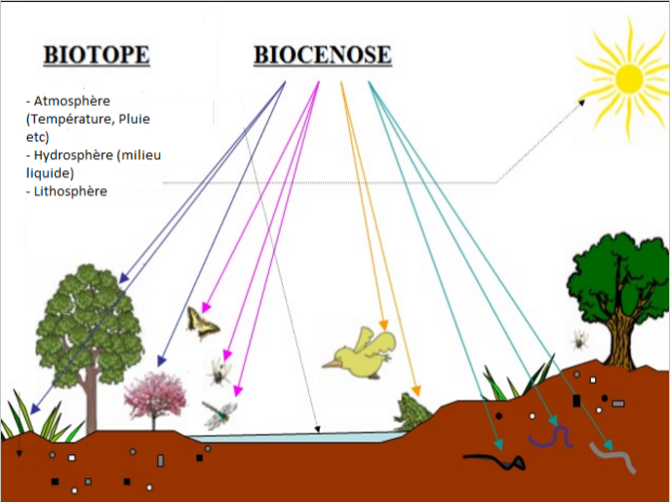 Informations du cours | Ecologie générale | E-LEARNING